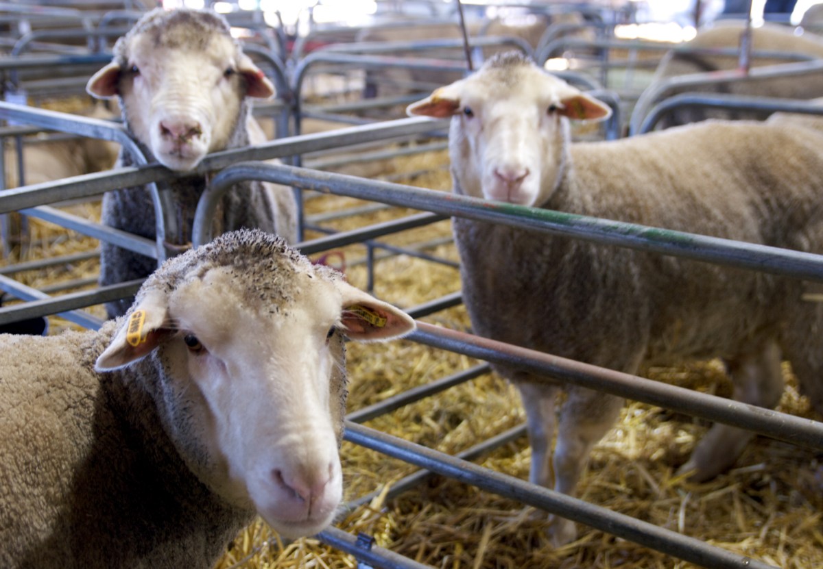 2024 Australian Sheep and Wool Show Feature Breed – Dohne Merino ...