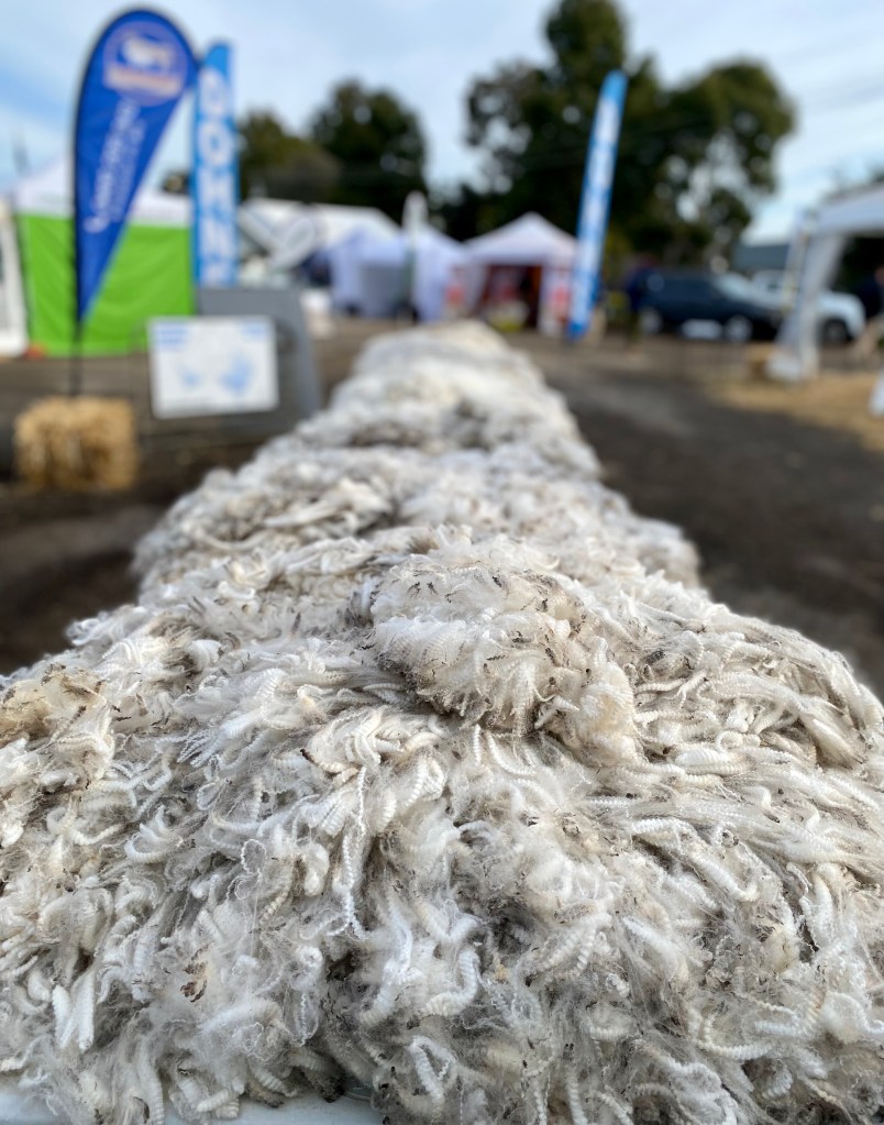 2024 Australian Sheep and Wool Show Feature Breed – Dohne Merino ...